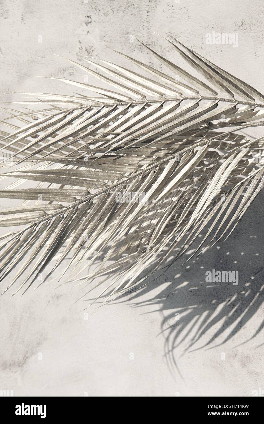Shiny tropical palm leaf shadows on white grey ceramic beton wall ...