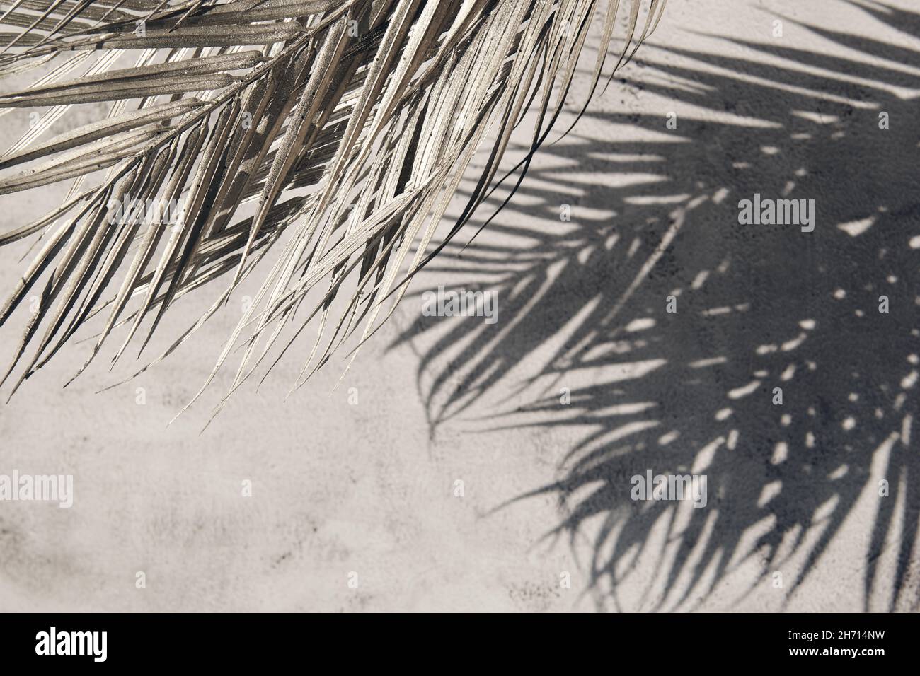 Shiny tropical palm leaf shadows on white grey ceramic beton wall ...