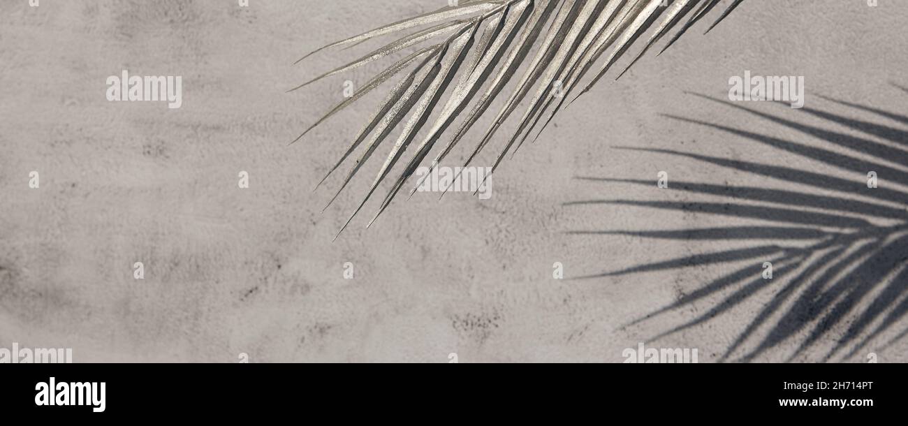 Shiny tropical palm leaf shadows on white grey ceramic beton wall ...
