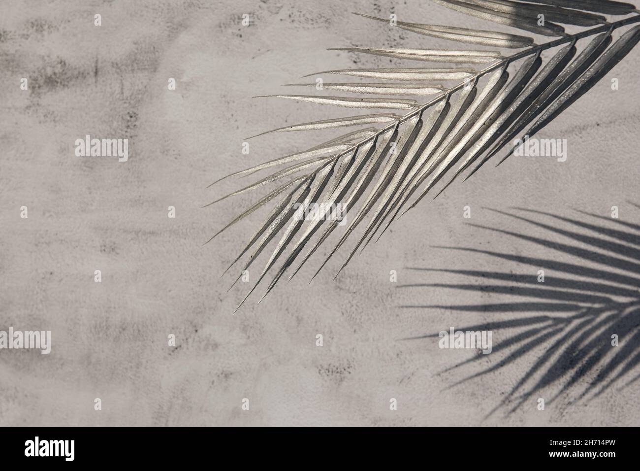 Shiny tropical palm leaf shadows on white grey ceramic beton wall ...