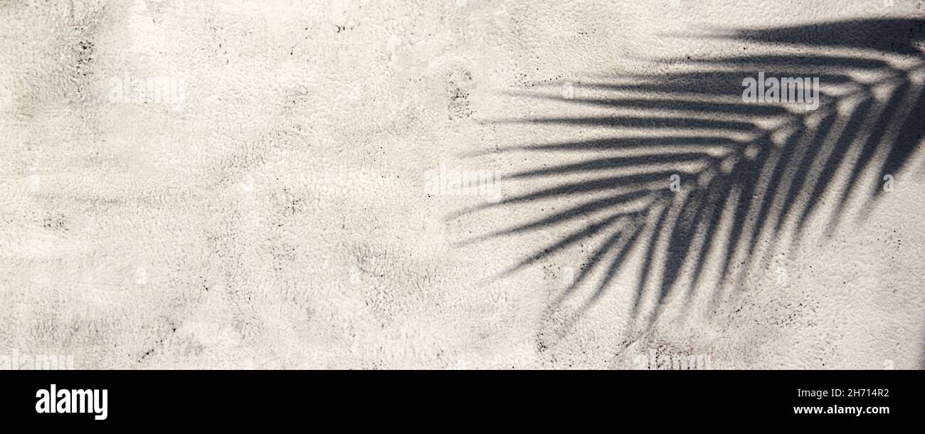 Shiny tropical palm leaf shadows on white grey ceramic beton wall ...