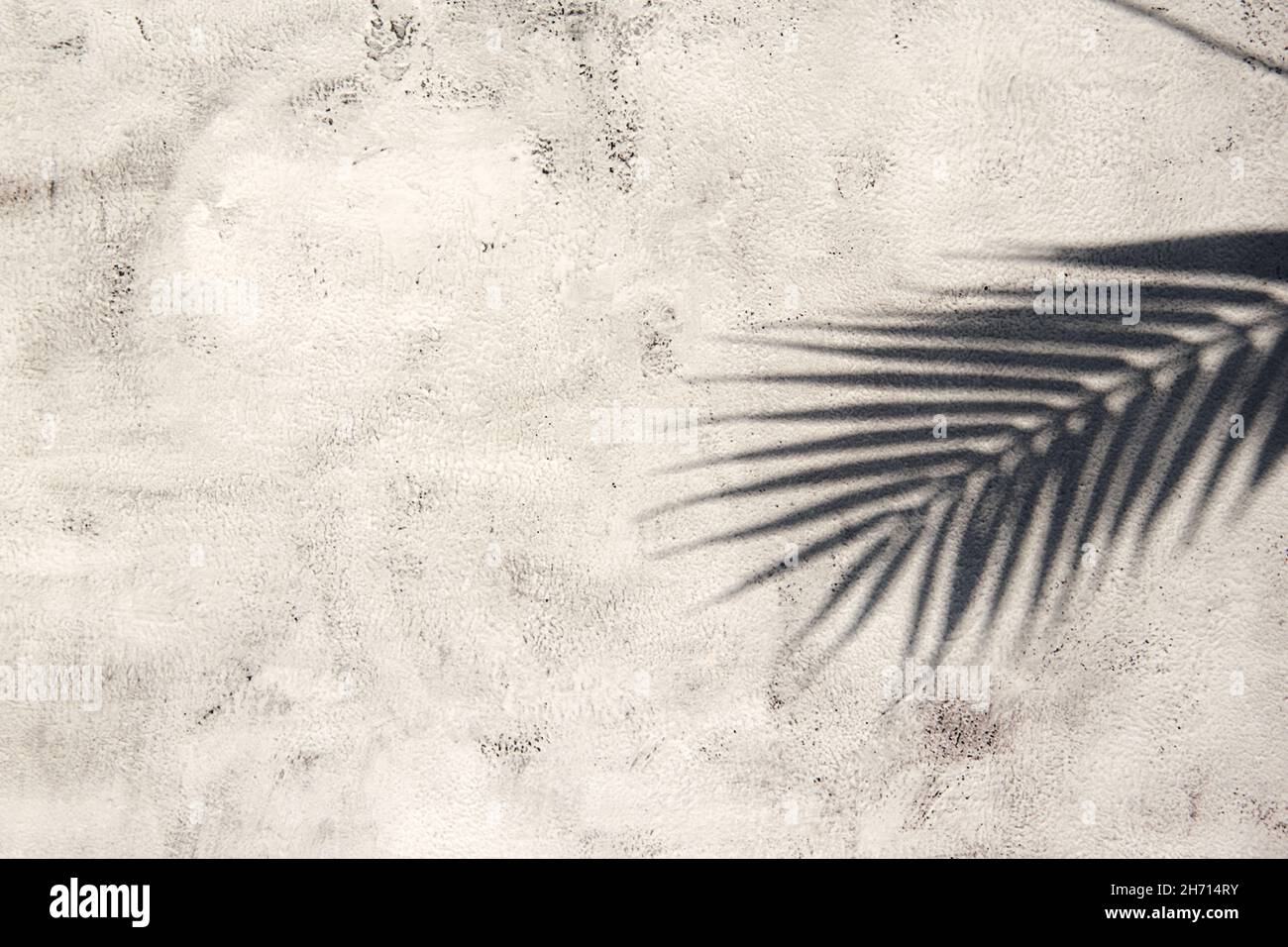 Shiny tropical palm leaf shadows on white grey ceramic beton wall ...