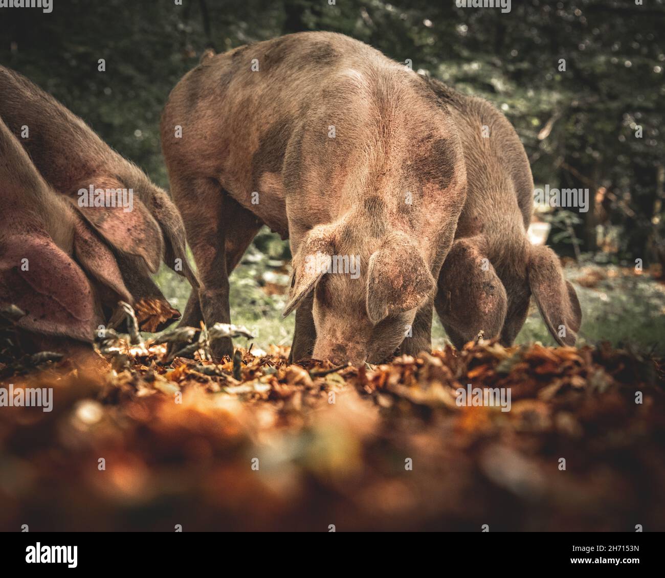 New forest pigs horses hi-res stock photography and images - Alamy