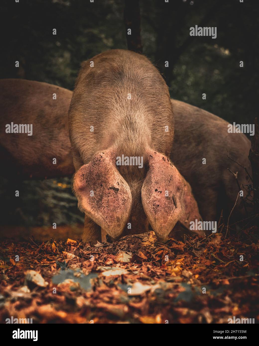 New forest pigs horses hi-res stock photography and images - Alamy