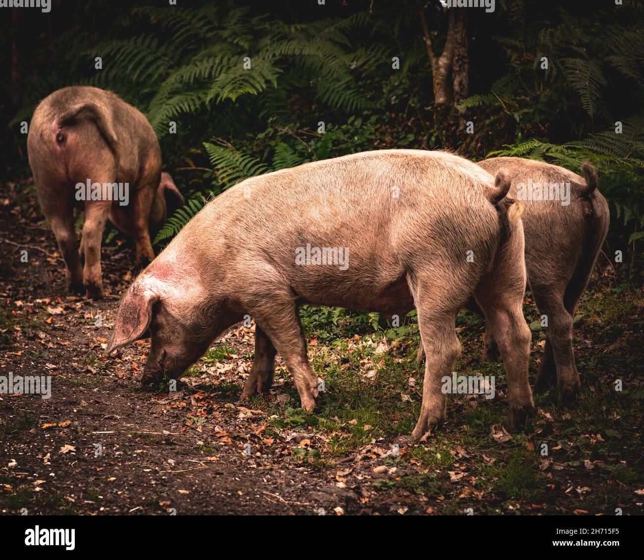Pigs and horses foraging for acorns and seeds under the ancient right ...