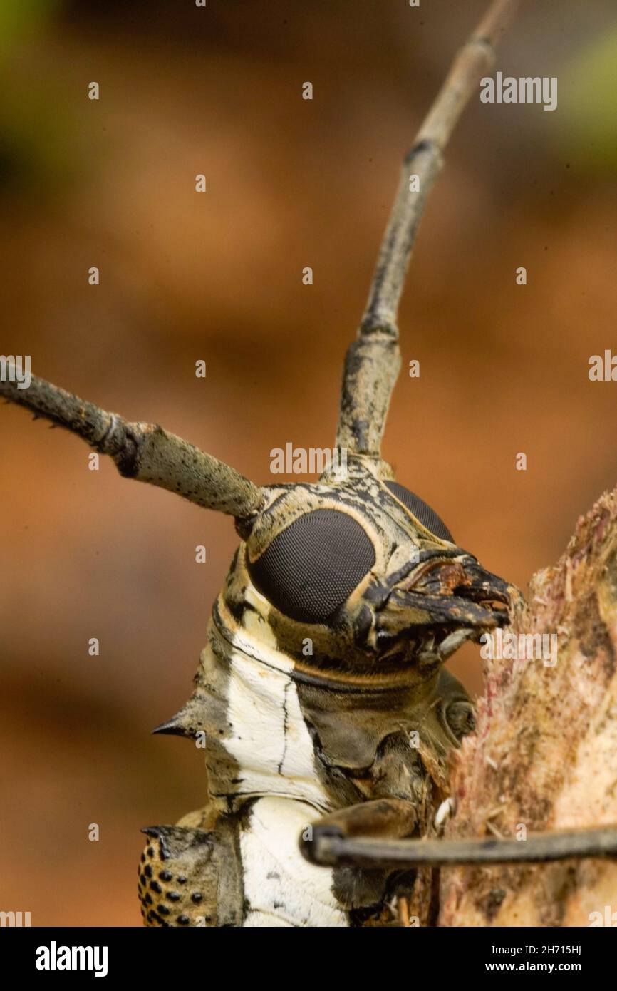 Mango stem borer hi-res stock photography and images - Alamy
