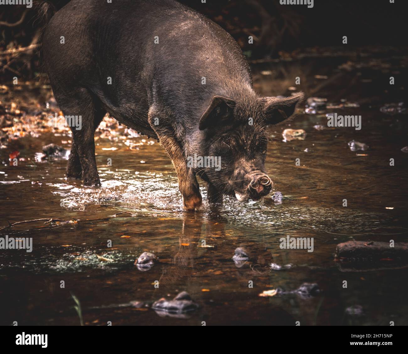 Pannage Pigs amongst the Autumn Colours in New Forest. Pigs and piglets ...