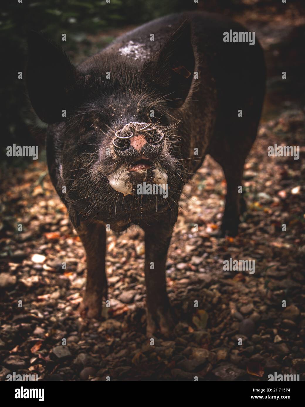 Pannage Pigs amongst the Autumn Colours in New Forest. Pigs and piglets ...