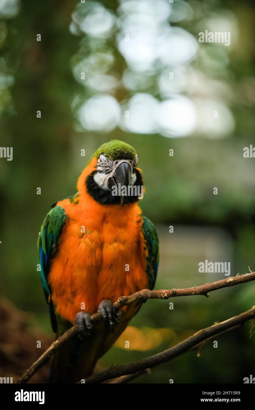 Vertical closeup of an orange parrot standing on a branch on a blurry ...
