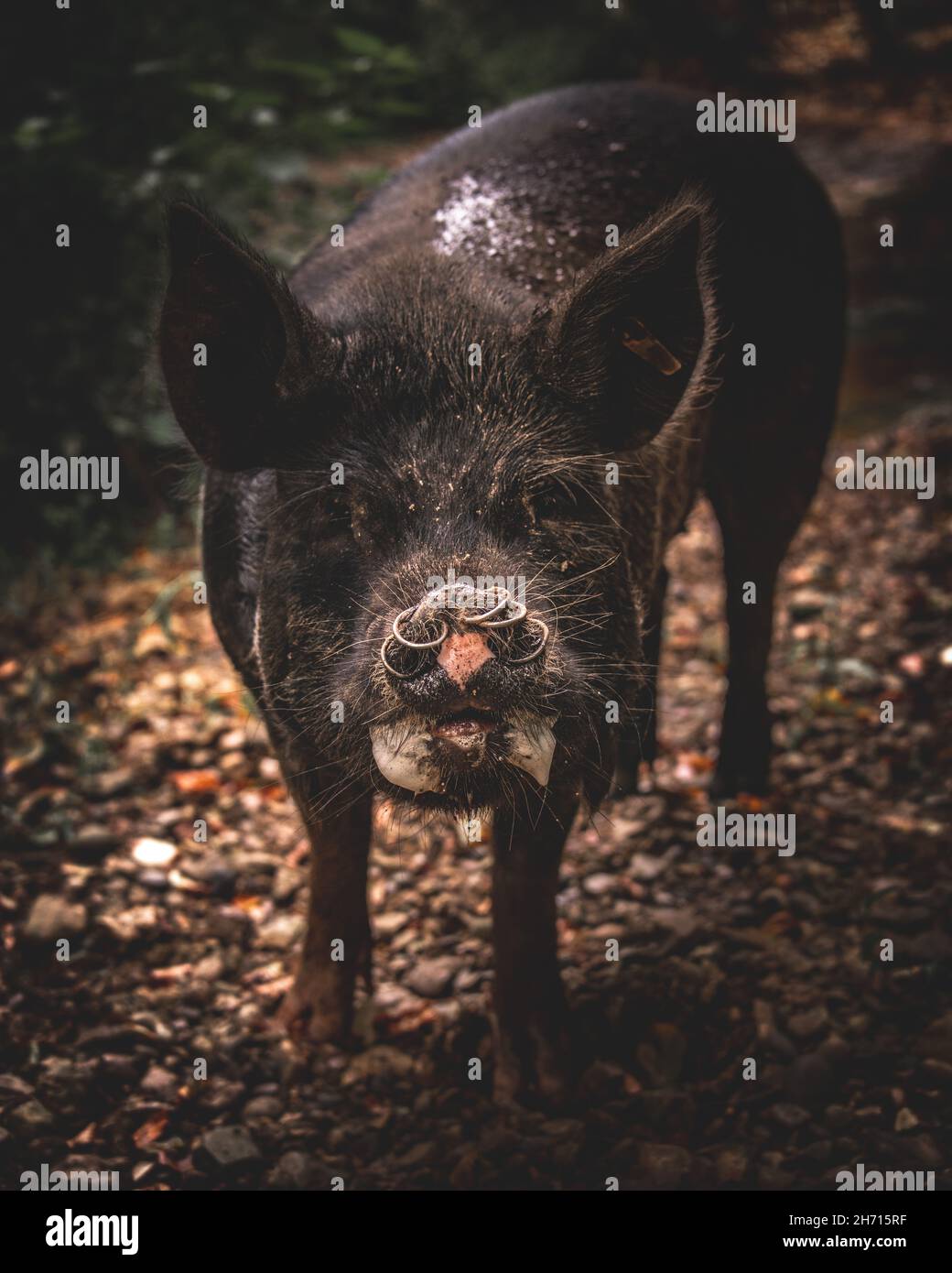 Pannage Pigs amongst the Autumn Colours in New Forest. Pigs and piglets ...
