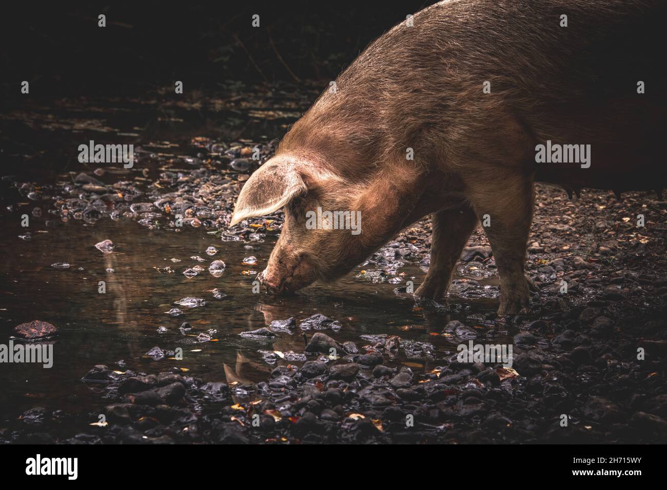 Pannage Pigs amongst the Autumn Colours in New Forest. Pigs and piglets ...