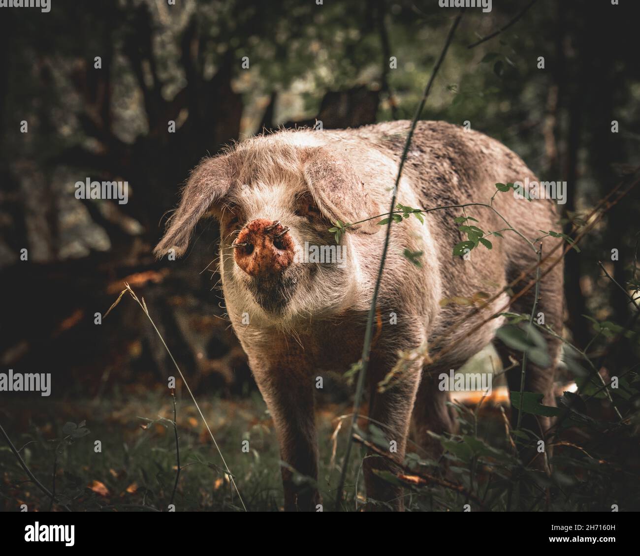 Pannage Pigs amongst the Autumn Colours in New Forest. Pigs and piglets ...