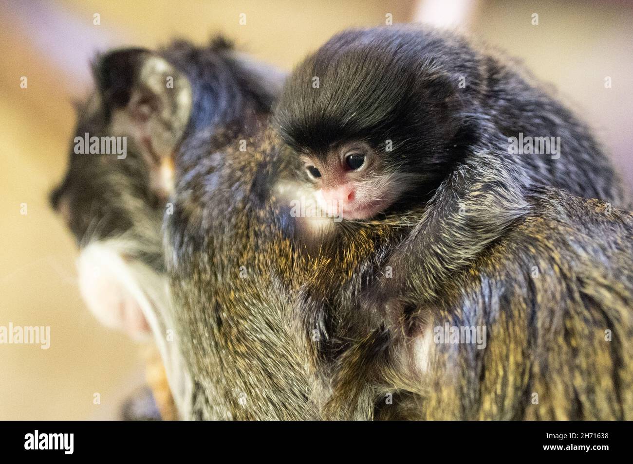 Marmoset enclosure hi-res stock photography and images - Alamy