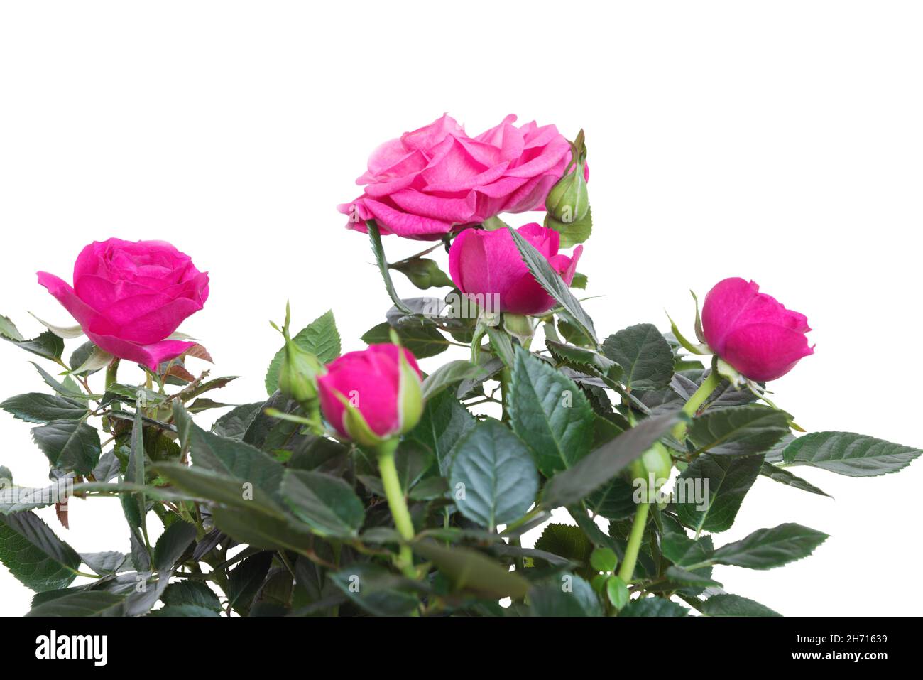 Pink roses on a white background - flowers of dense pink color with a ...