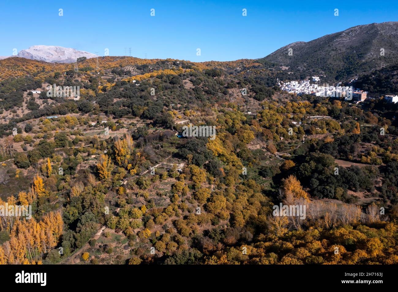 Autumn arrives in the chestnut trees of the Genal valley in the ...