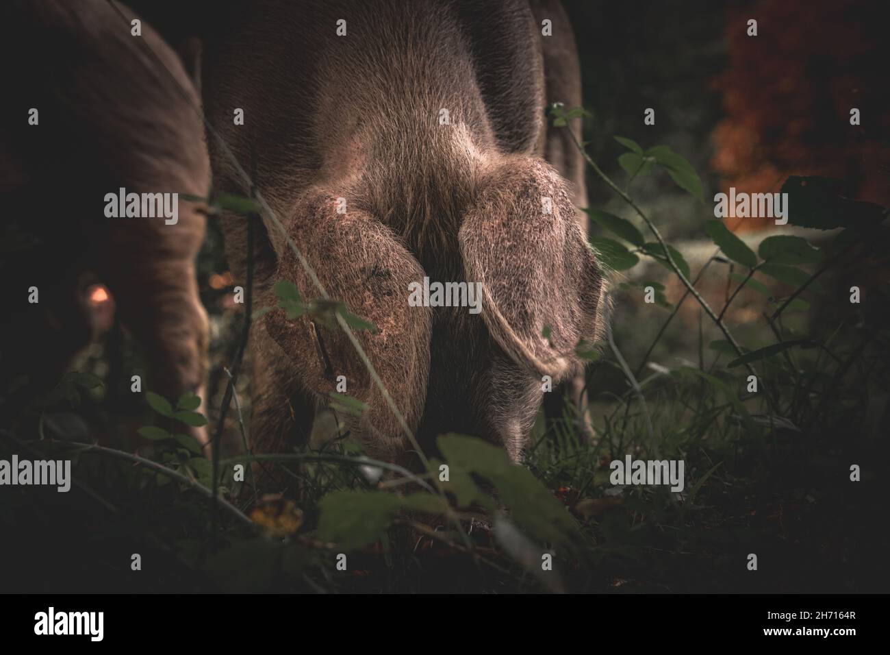 Pig nose ring hi-res stock photography and images - Alamy