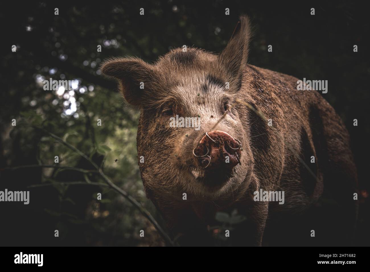 Pigs Eating Acorns High Resolution Stock Photography and Images - Alamy
