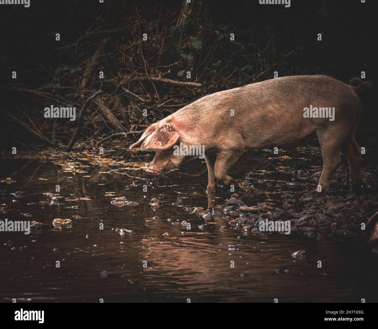Pannage Pigs amongst the Autumn Colours in New Forest. Pigs and piglets ...