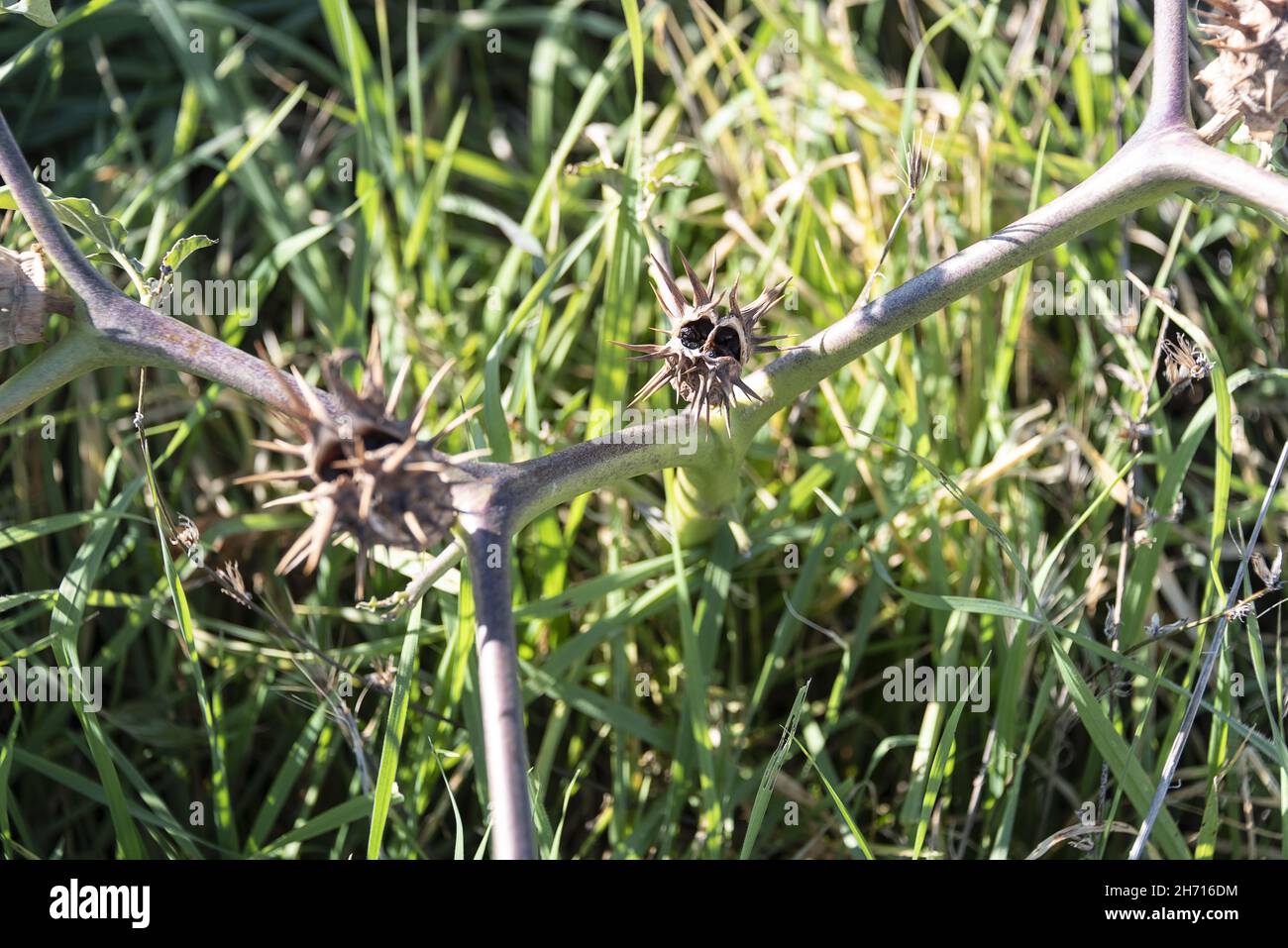 Escopolamina hi-res stock photography and images - Alamy