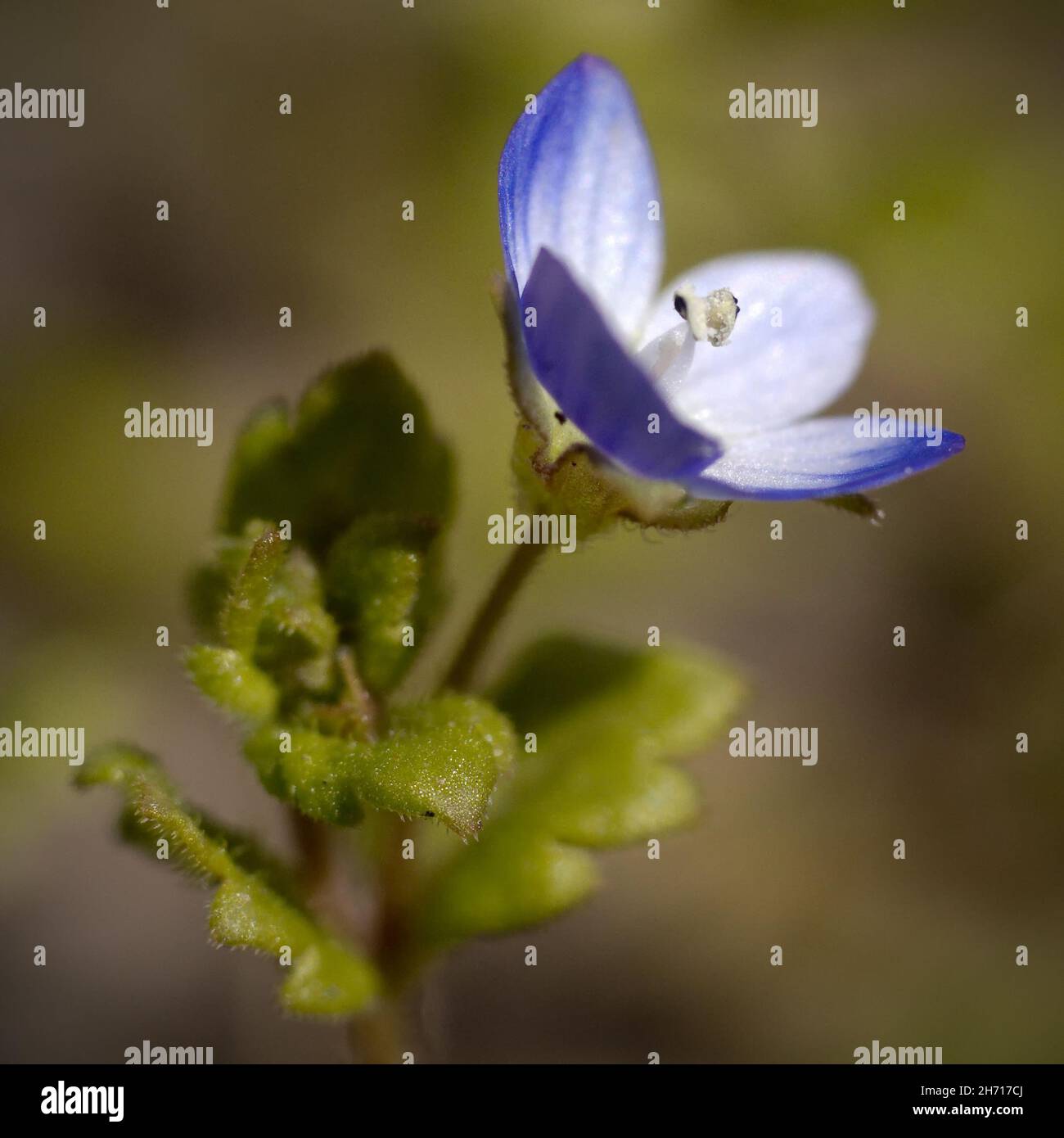 Blue flower germander speedwell hi-res stock photography and images - Alamy