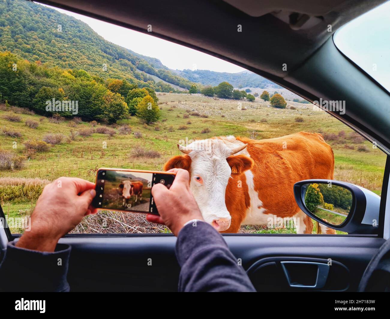 Man inside the car photographs a cow grazing in the countryside Stock ...
