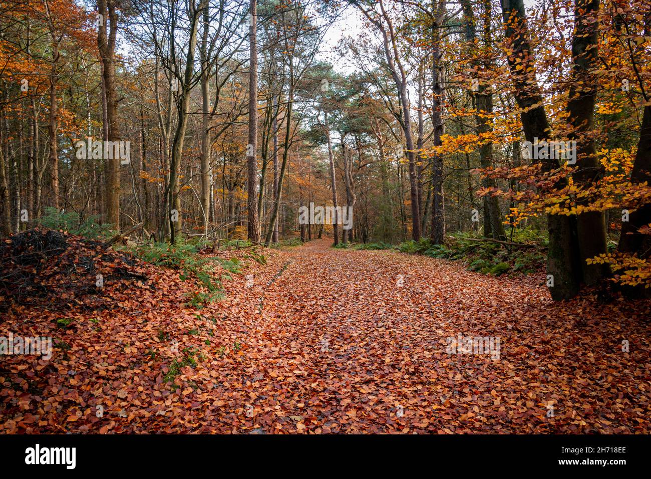 Eerde hi-res stock photography and images - Alamy