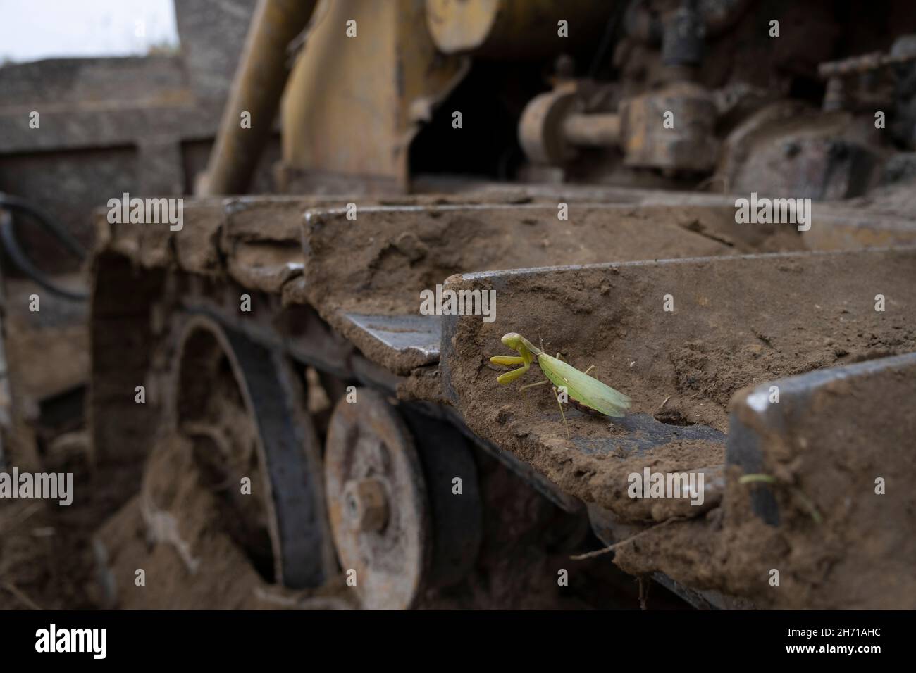 Praying mantis sits on a track of bulldozer. Close Up of mantis insect ...