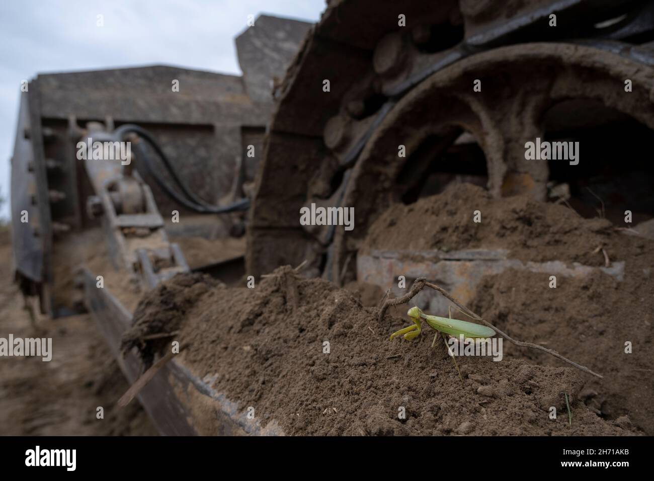 Praying mantis sits on a track of bulldozer. Close Up of mantis insect ...