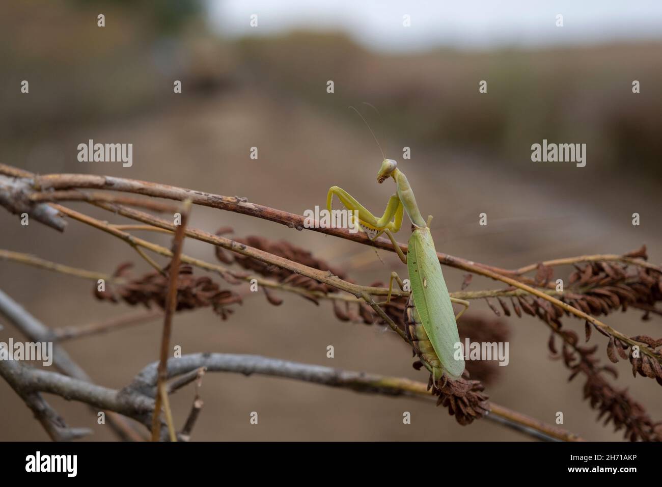 Praying mantis sits on a branch on background sky with clouds. Closeup ...