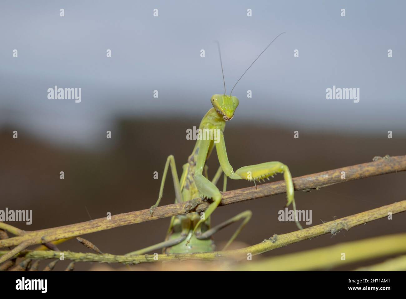 Praying mantis sits on a branch on background sky with clouds. Closeup ...