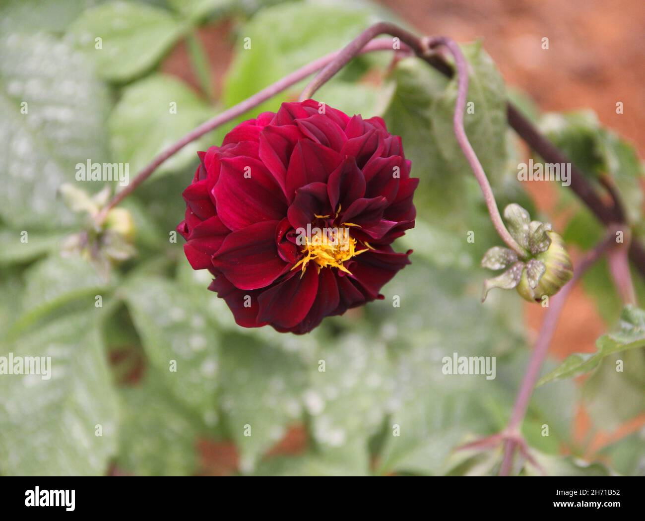 DAHLIA – Dahlinova Louisiana - Bright Red Button Dahlia Flower Sri ...