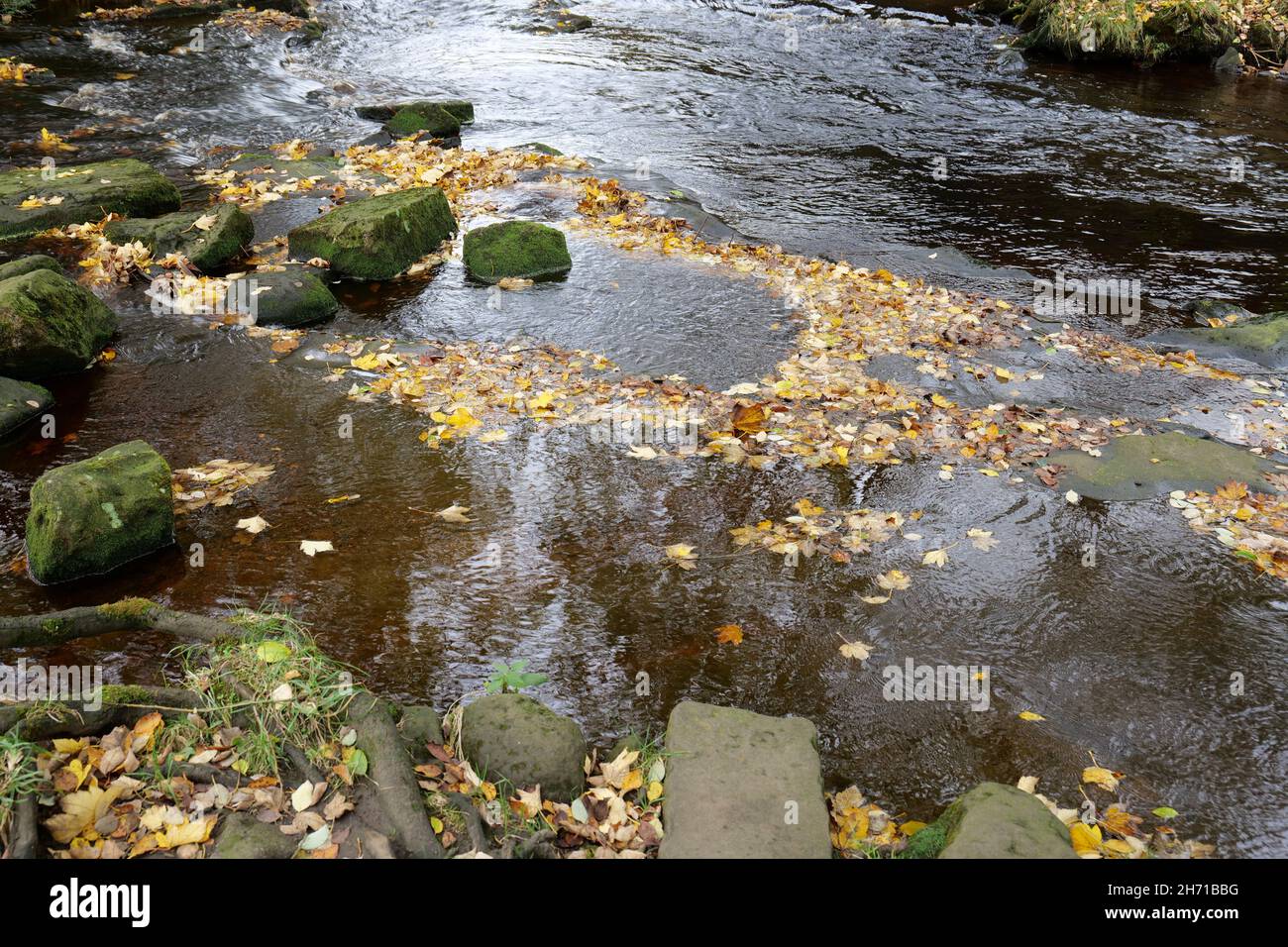 Autumn fall leaves floating in river with moss on rocks Stock Photo - Alamy