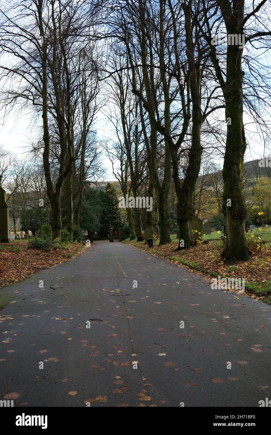 Treelined driveway hi-res stock photography and images - Alamy
