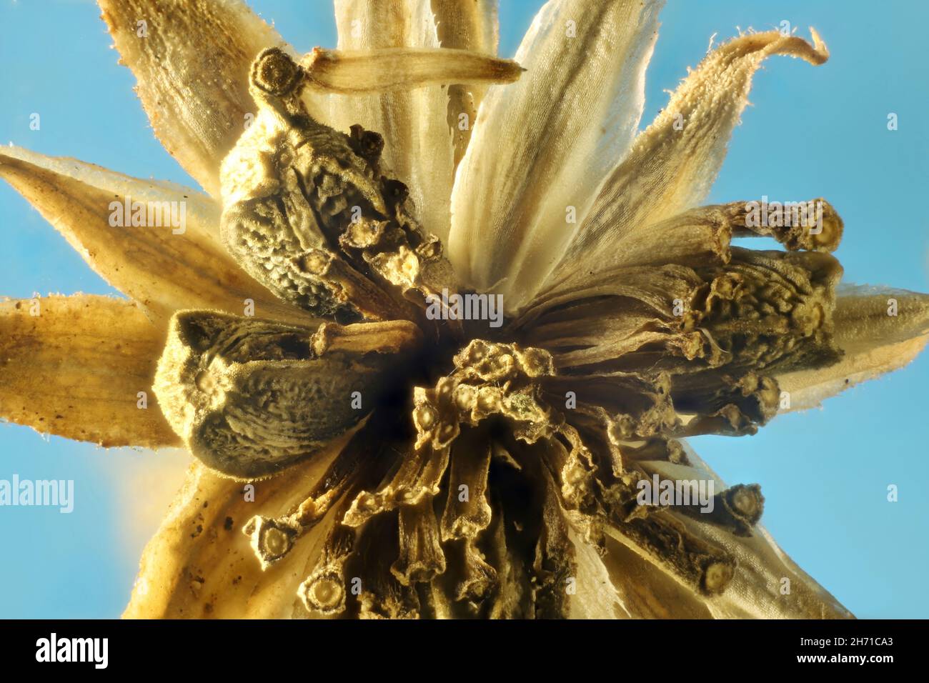 African daisy seeds hi-res stock photography and images - Alamy