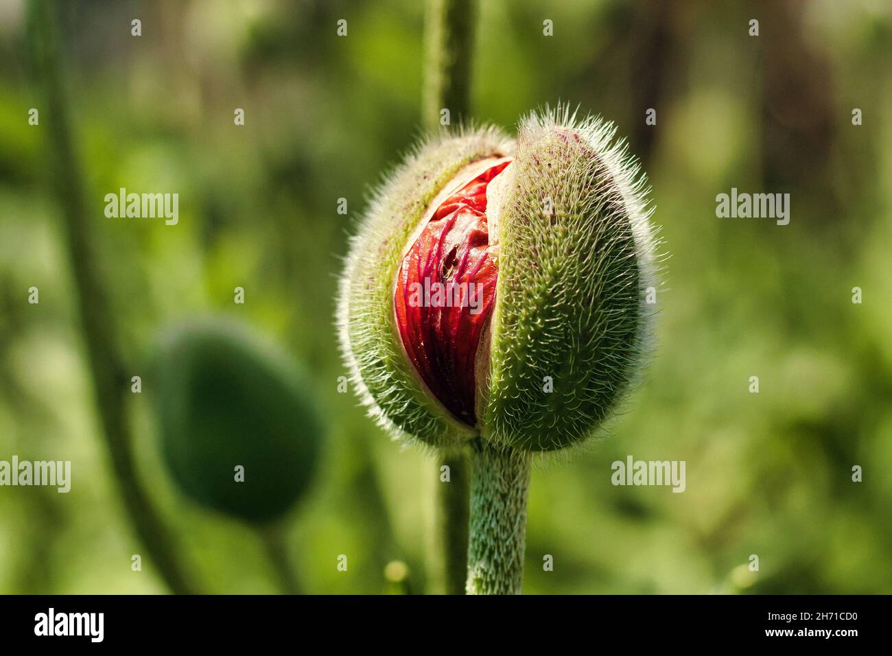 Closeup of a poppy bud. Selected focus Stock Photo - Alamy