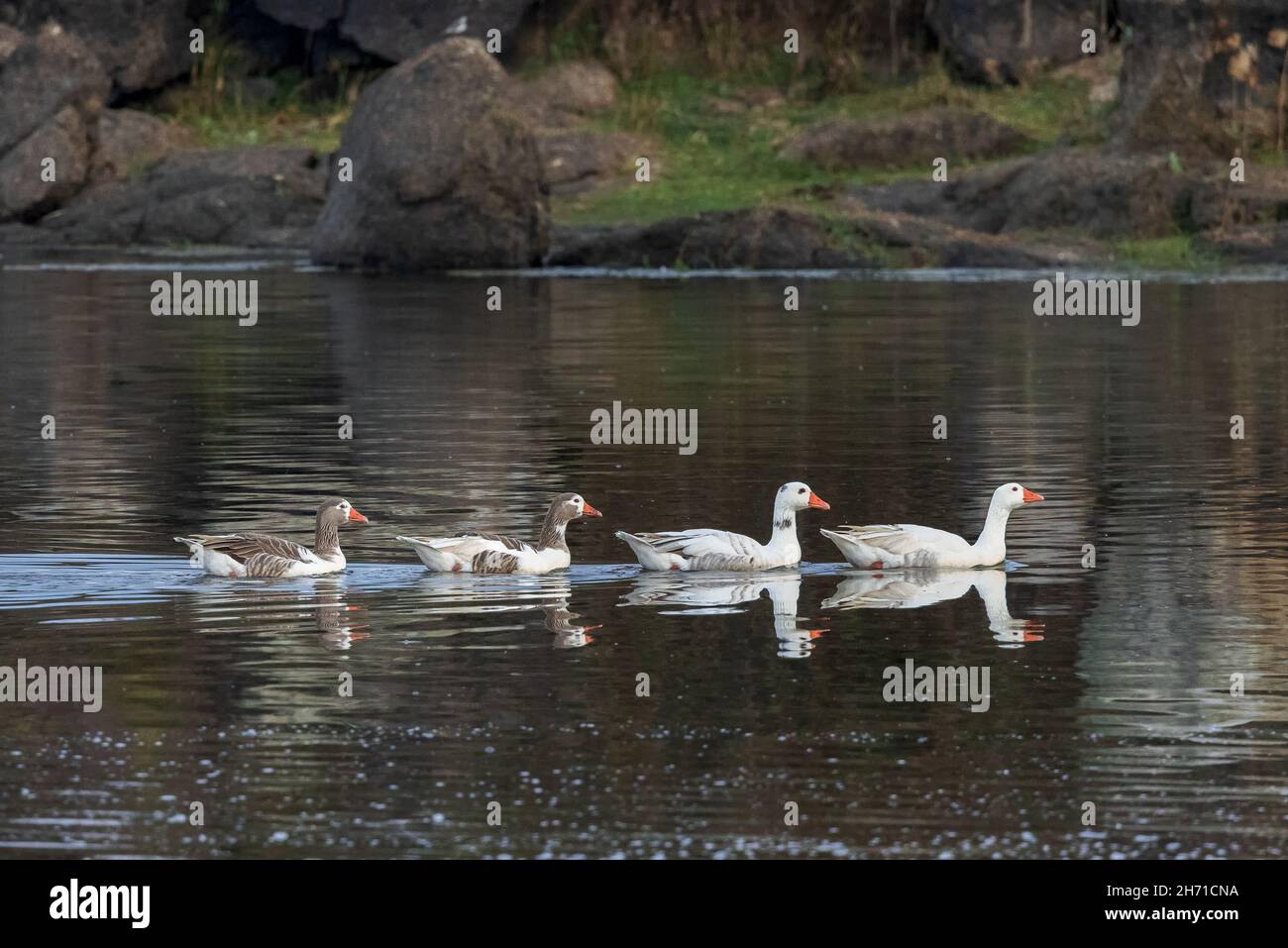 Four geese floating in the lake Stock Photo - Alamy