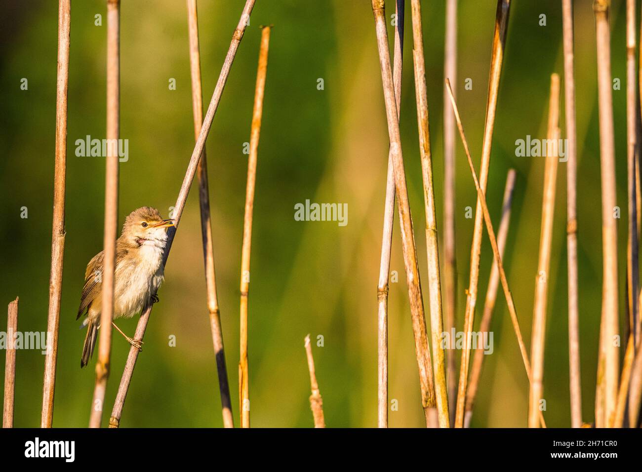 Eurasian reed warbler (Acrocephalus scirpaceus), male sings perched on ...