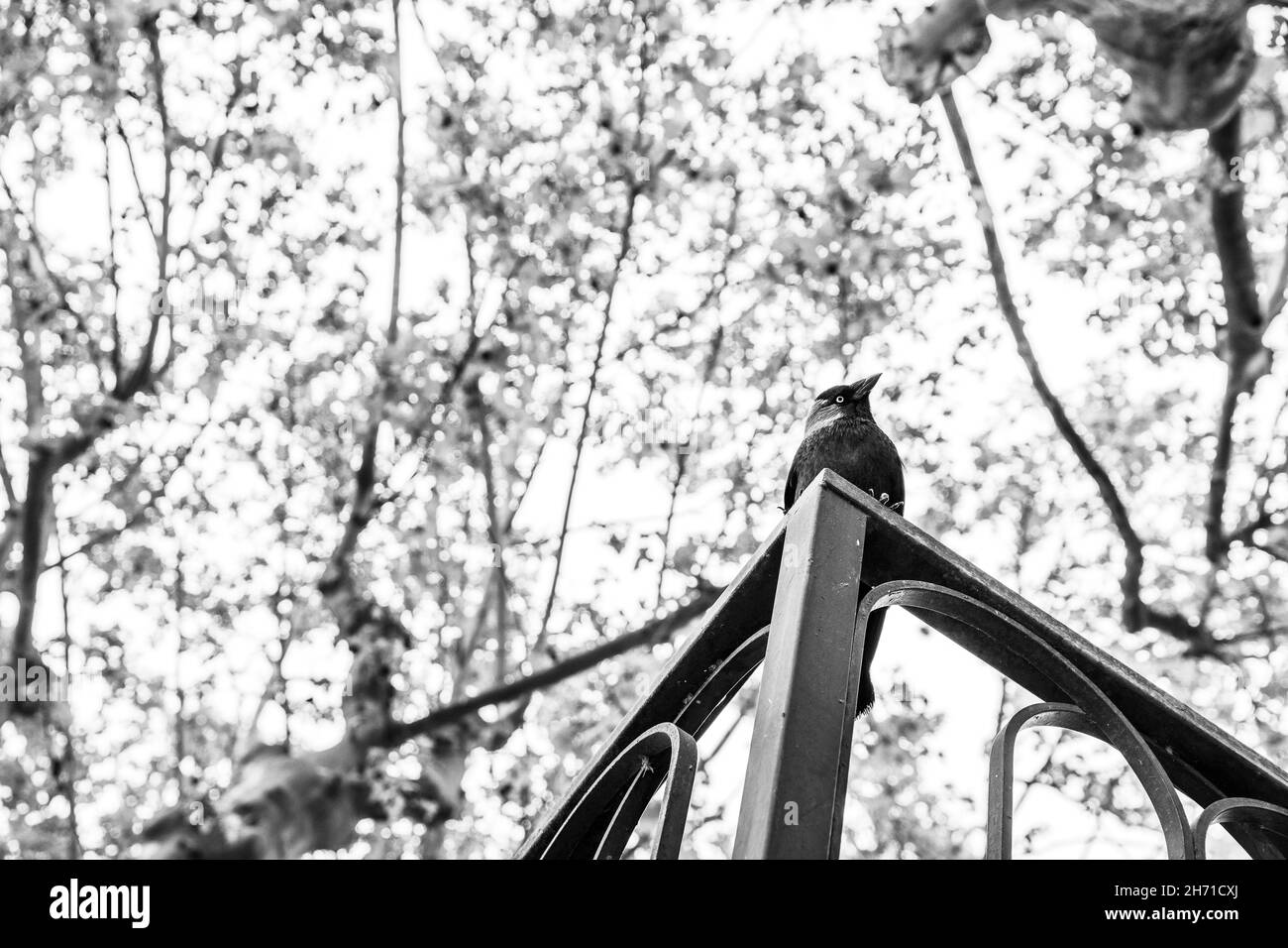 Western jackdaw (Coloeus monedula) perched on a fence near a plane tree ...