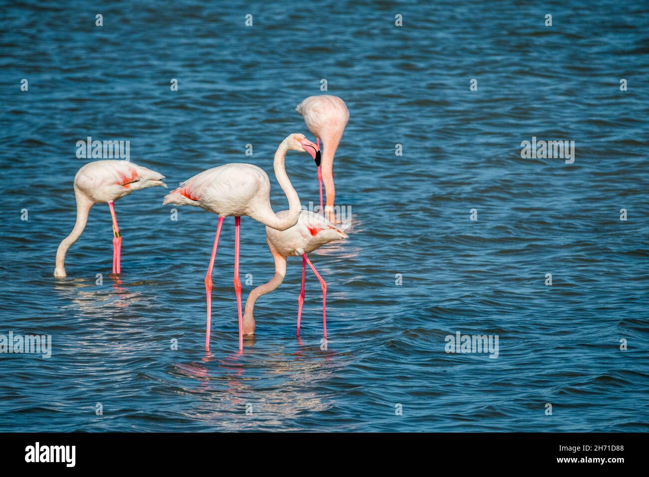 Flamingo in the marsh hi-res stock photography and images - Alamy