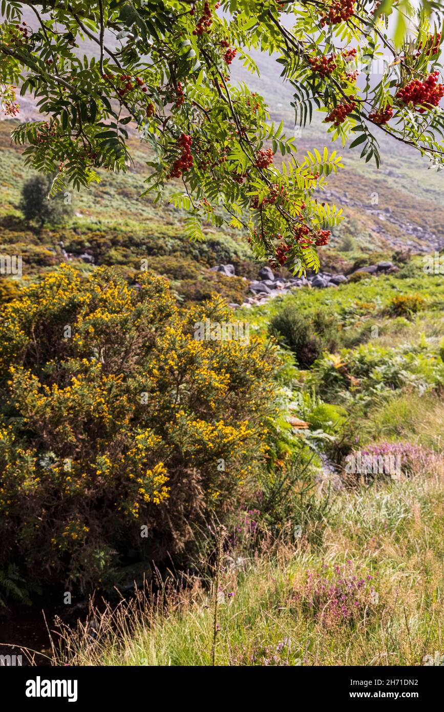 Rowan tree trees ireland hi-res stock photography and images - Alamy
