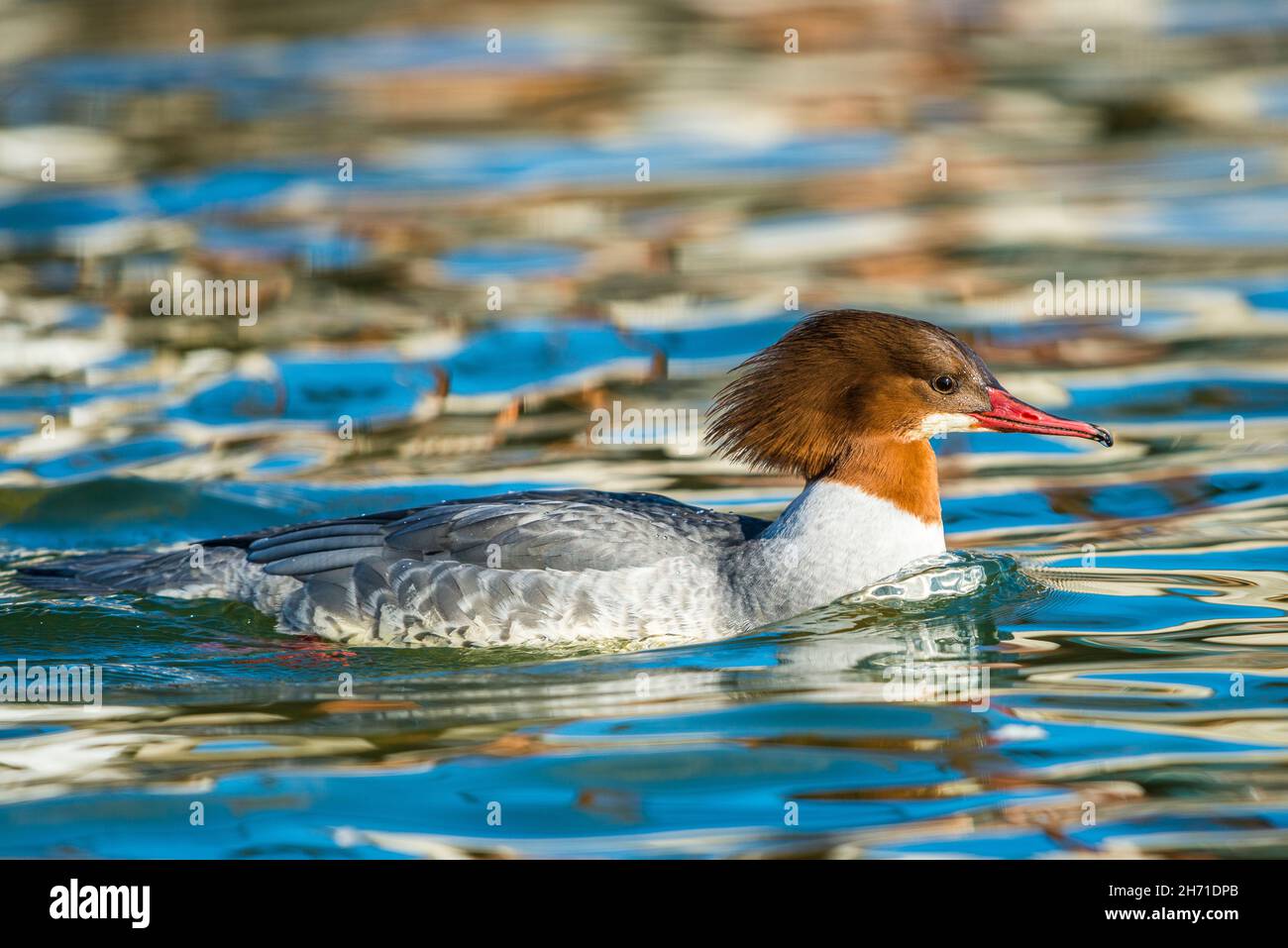 Common merganser or goosander (Mergus merganser), female swim Stock ...