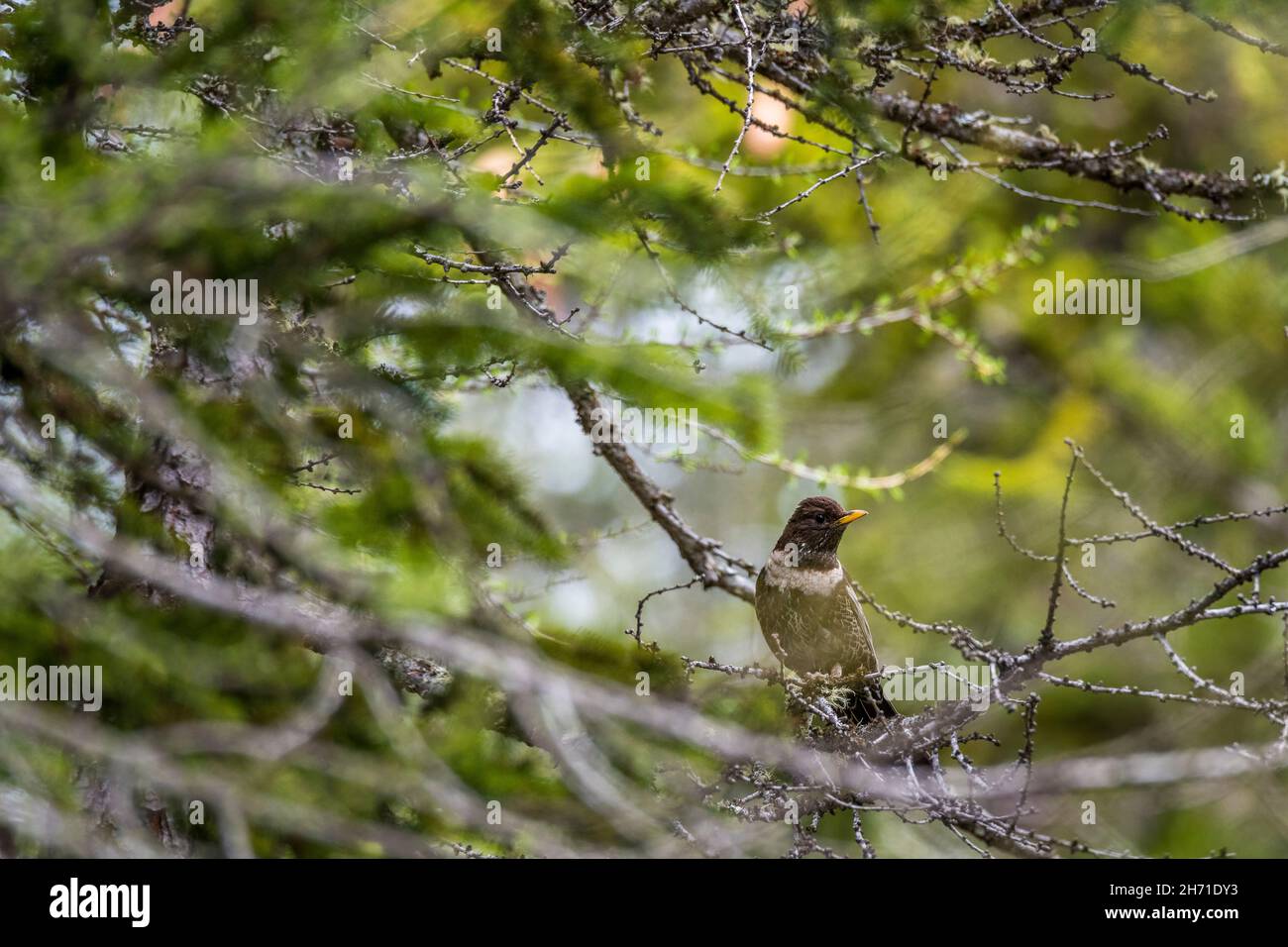 Singing ring tree hi-res stock photography and images - Alamy
