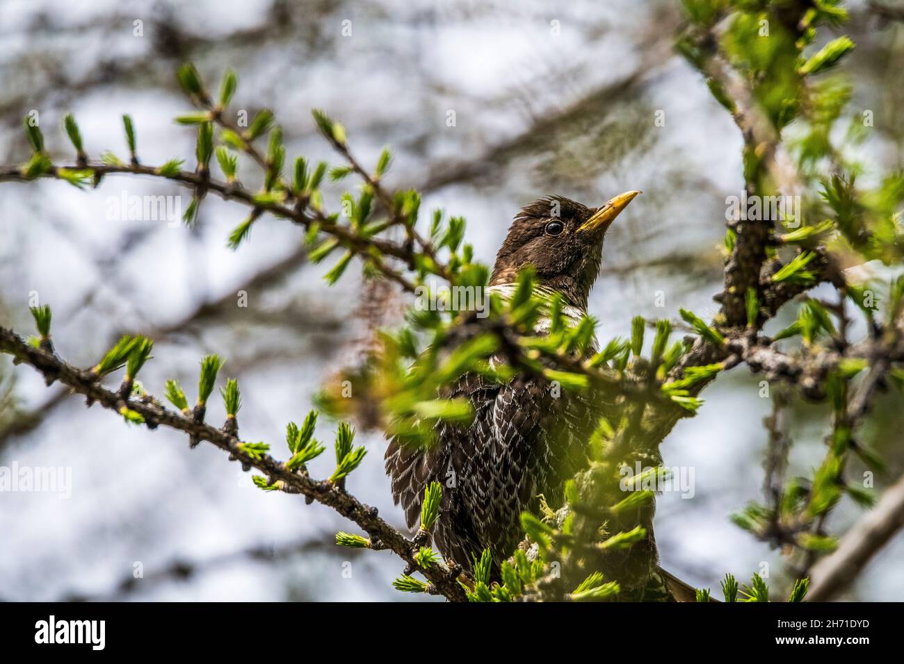 Singing ring tree hi-res stock photography and images - Alamy