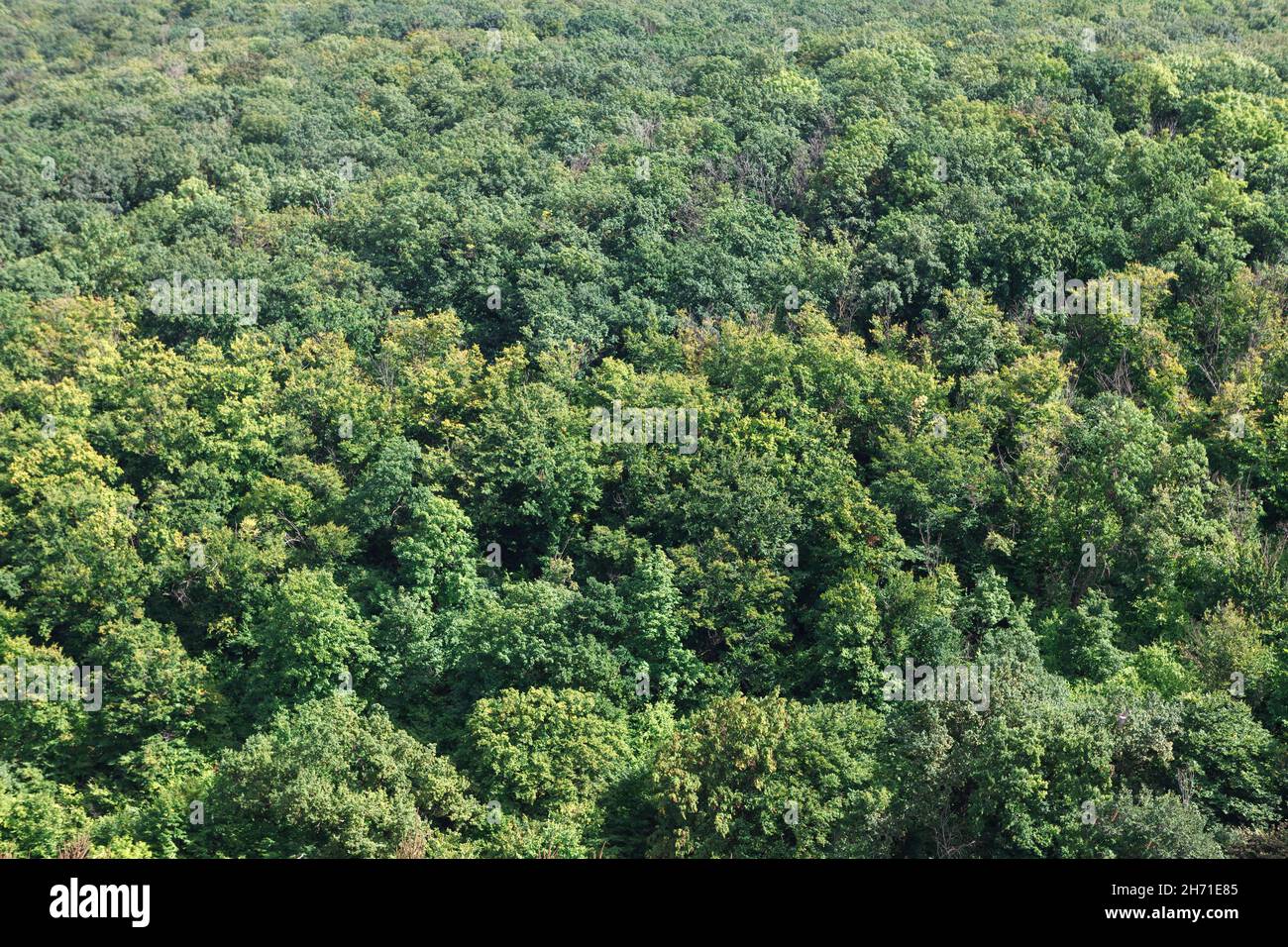 Green treetops background . Forest view from above in the spring Stock ...