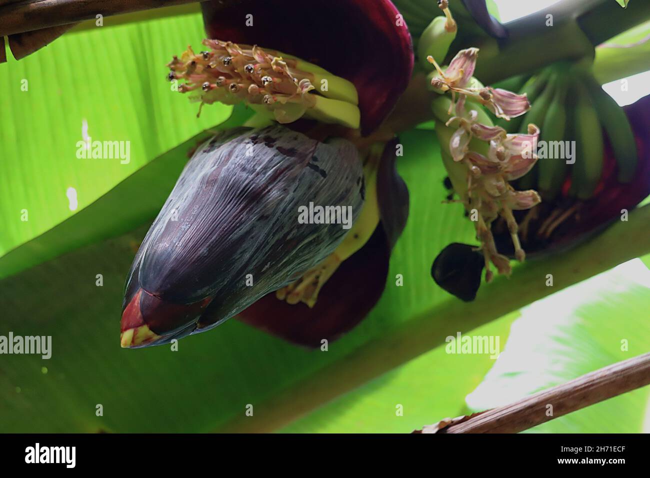 Banana flower/Banana blossom/-Kerala Stock Photo - Alamy