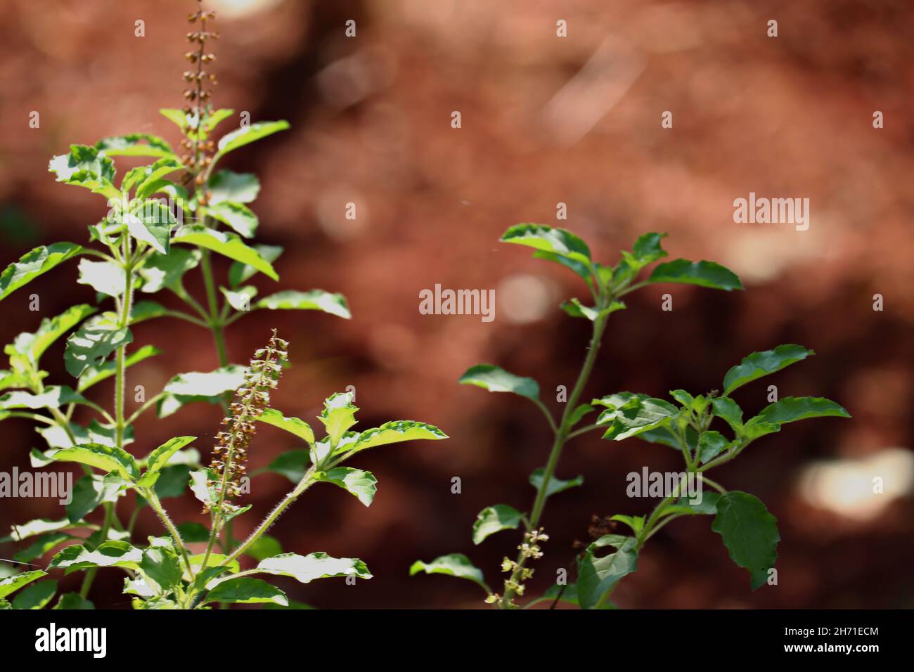 Holy Basil/Ocimum basilicum/herb/Nature-Kerala Stock Photo - Alamy