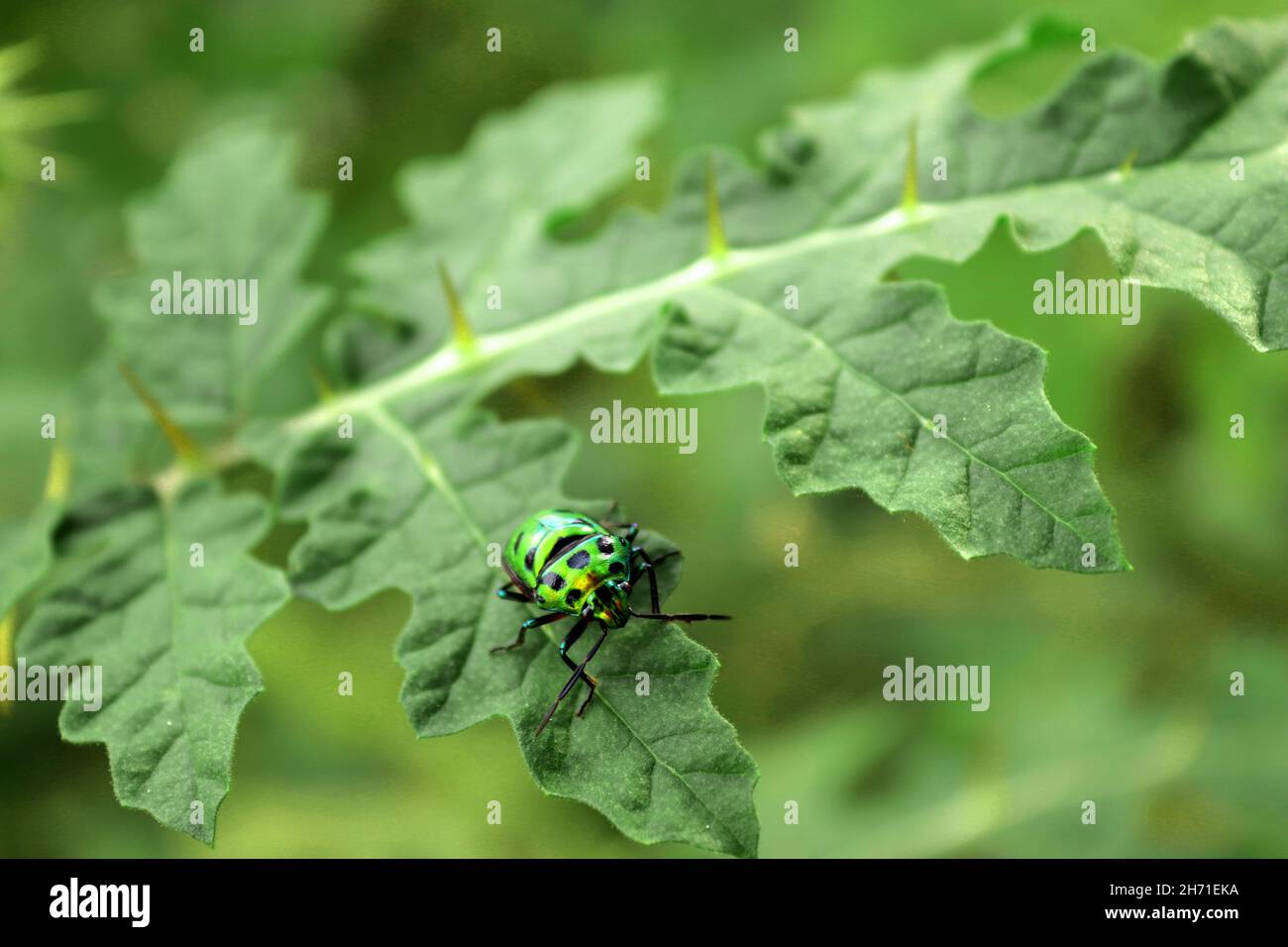 A bugs life hi-res stock photography and images - Alamy