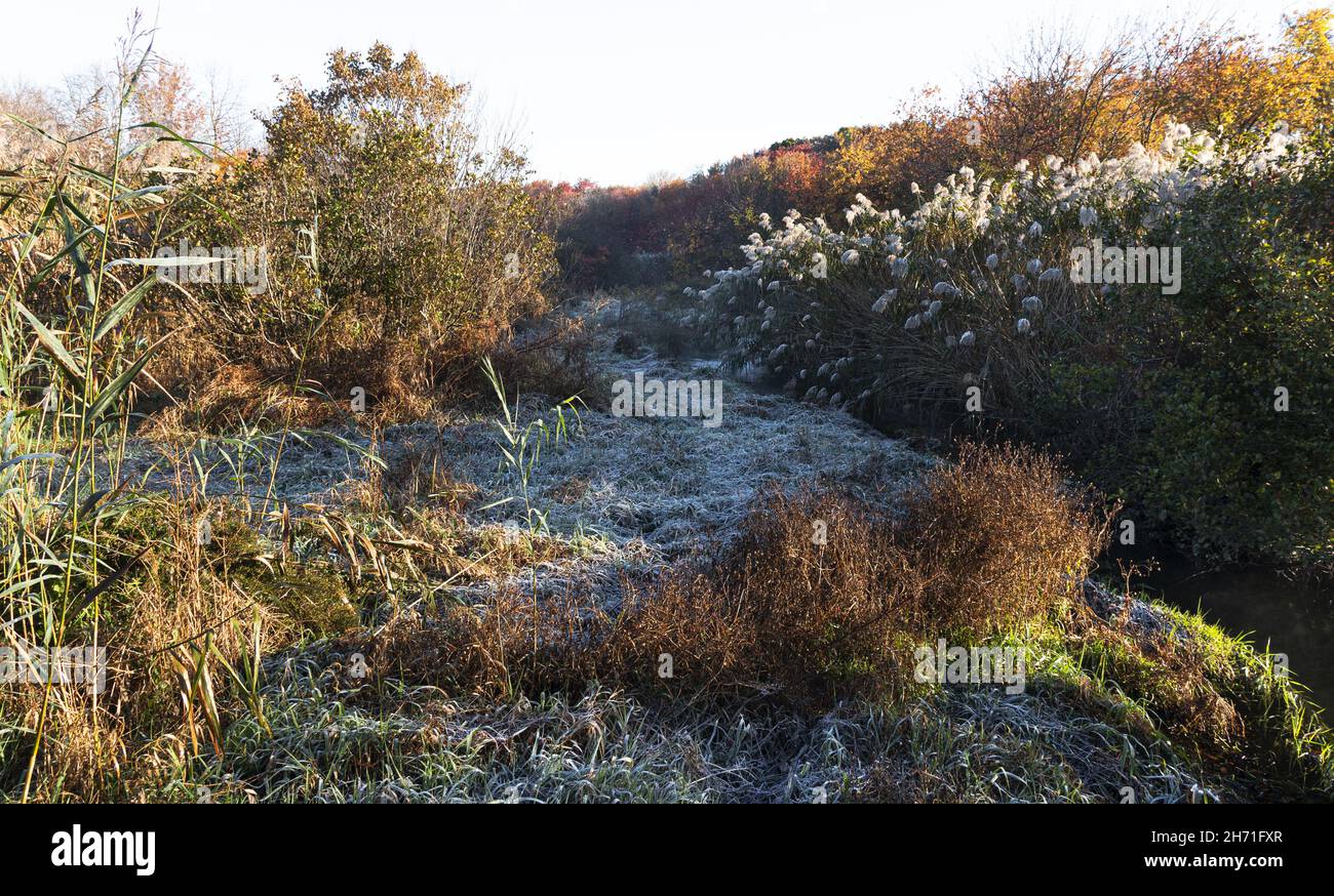 Frost covering weeds and grass along the Carlls River with autumn ...