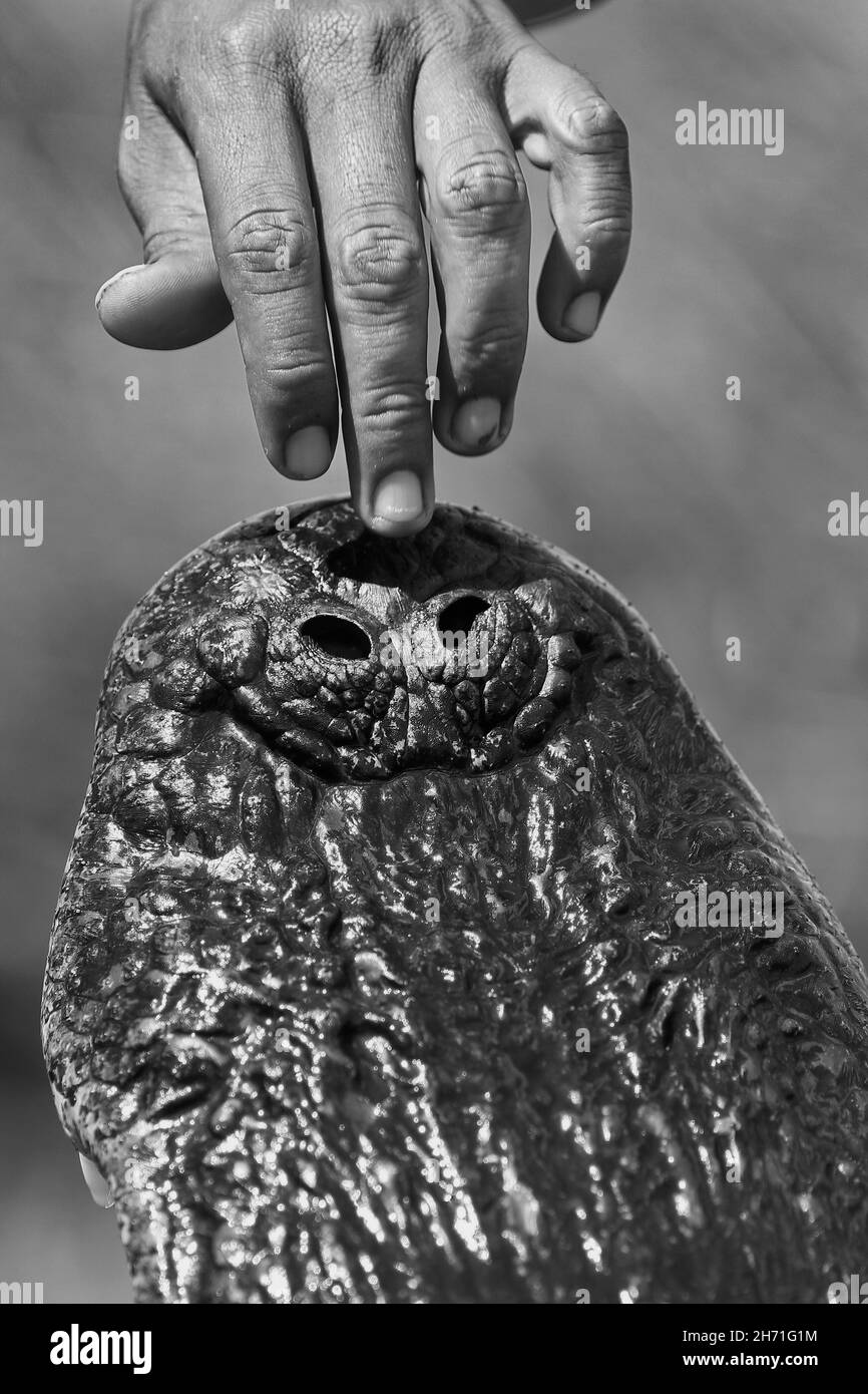 Vertical grayscale closeup of a guide's hand touching an alligator's ...