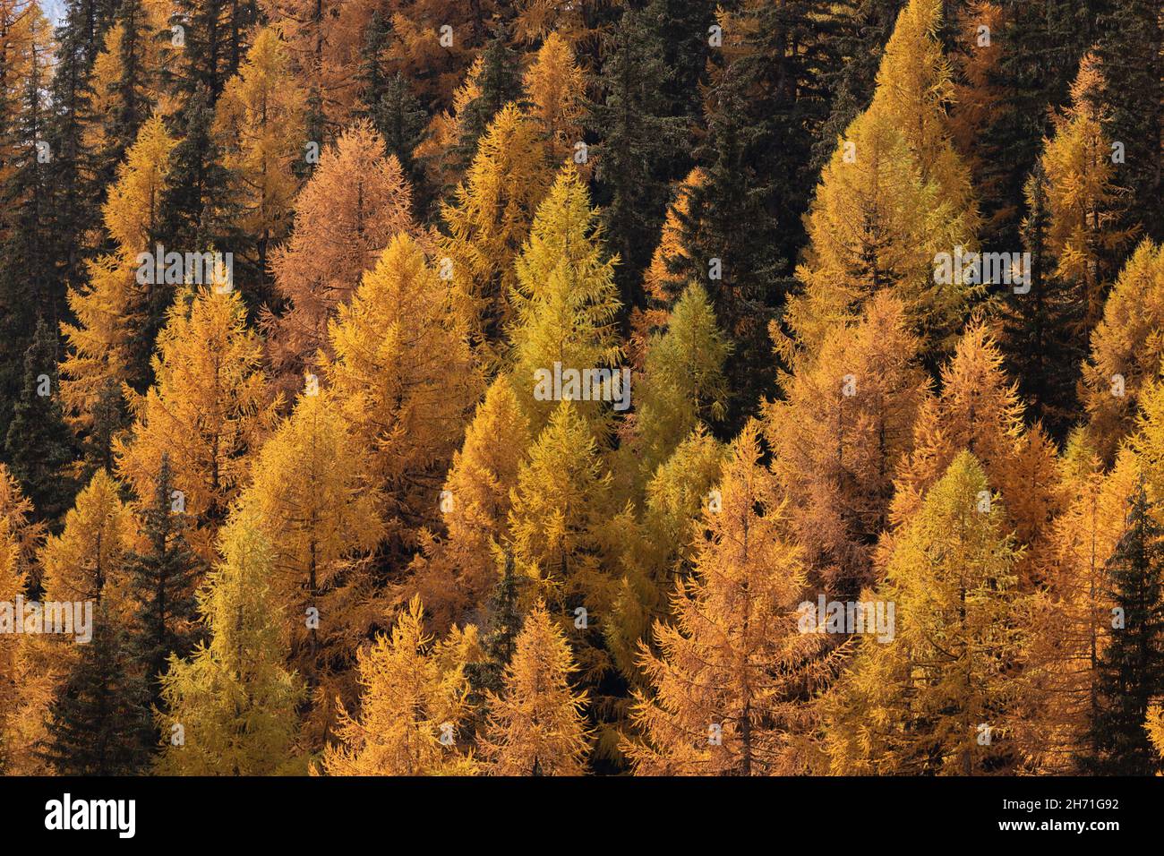 View of the autumn larch tree forest Stock Photo - Alamy